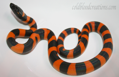 Bismarck ringed python natural history and care