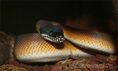 White lipped python natural history and captive care